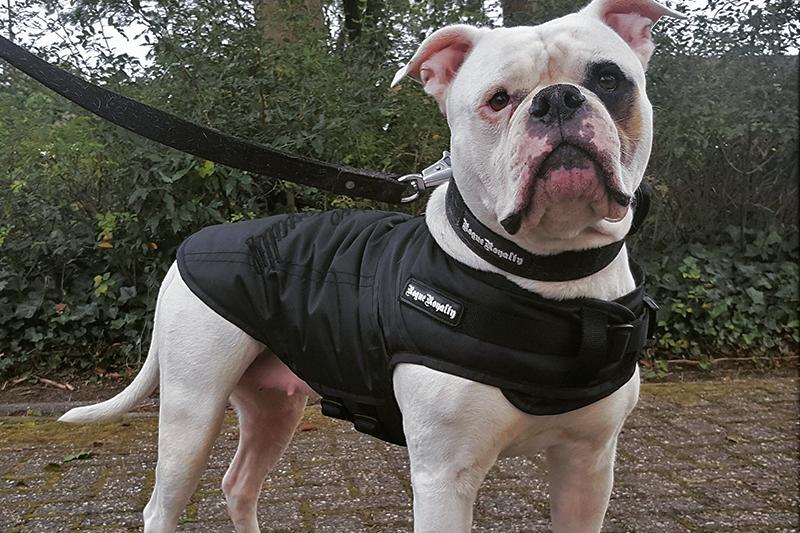 Dog Jackets – Rogue Royalty Netherlands